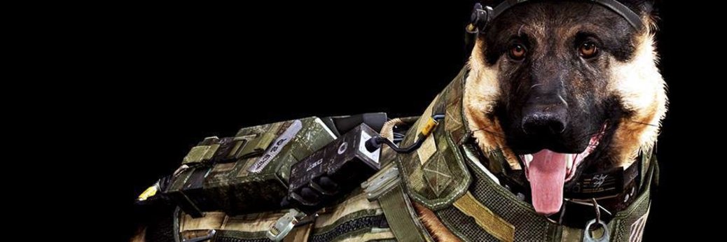 Military Working Dog Handler (31K): Learn and connect on RallyPoint