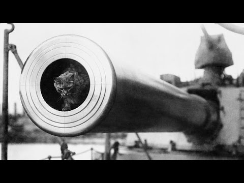 Funny War Cats Compilation (Most WW2 Popular) | RallyPoint