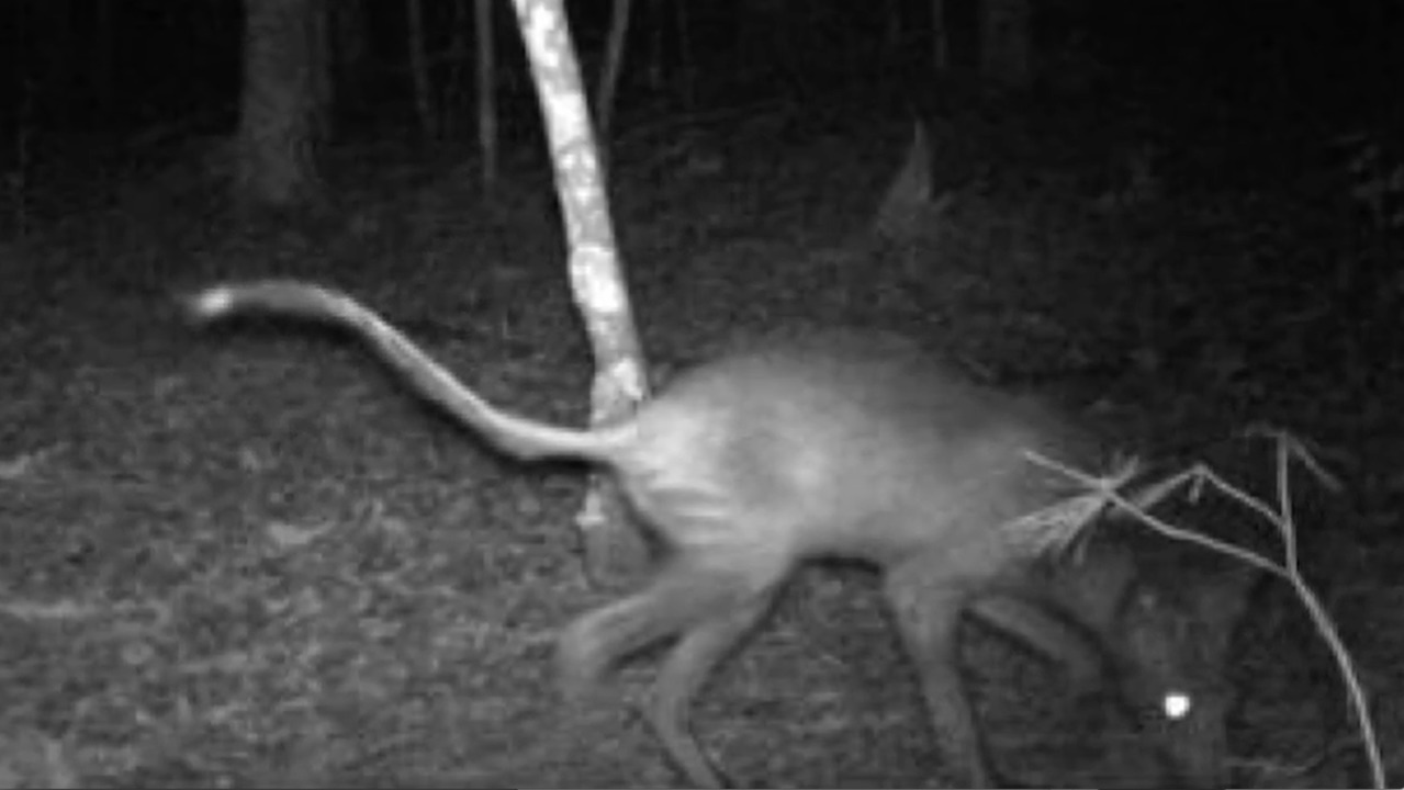 Was it a chupacabra? NC biologists try to identify spooky creature seen ...