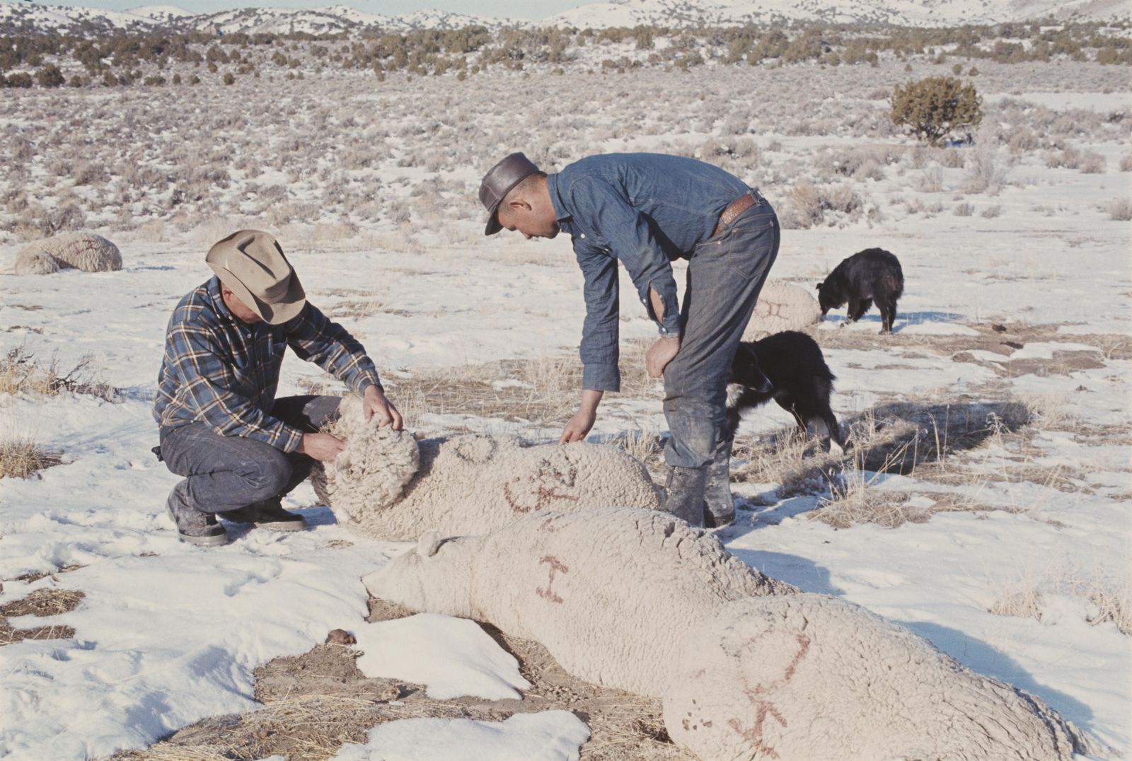 How the Death of 6,000 Sheep Spurred the American Debate on Chemical ...
