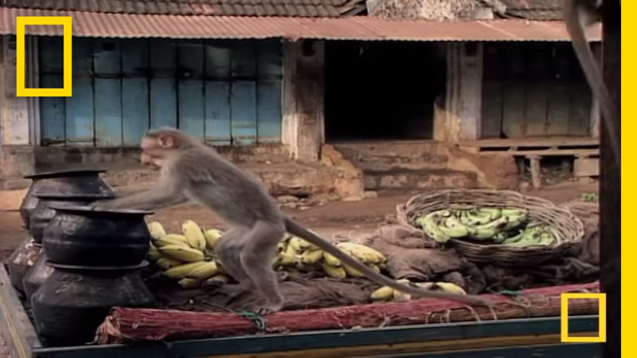 Drunk Monkeys | National Geographic | RallyPoint