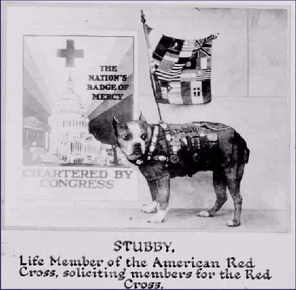 Who Is Sergeant Stubby? Sgt.Stubby Was The Original War Dog. | RallyPoint