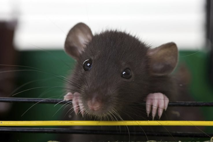 Would you ever consider getting a domesticated rat as a pet? (Read the ...