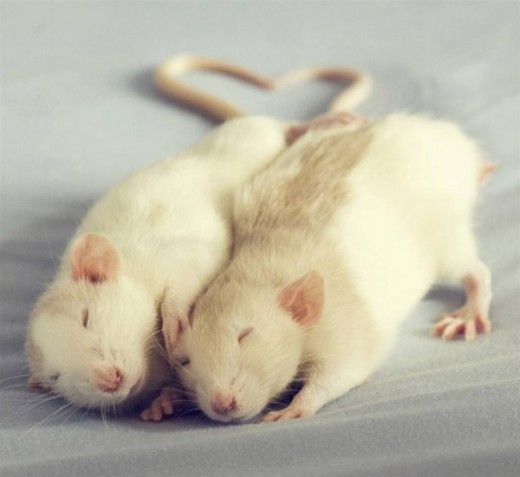 Would you ever consider getting a domesticated rat as a pet? (Read the ...