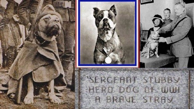 Sergeant Stubby: The Drool Sergeant of World War I | RallyPoint